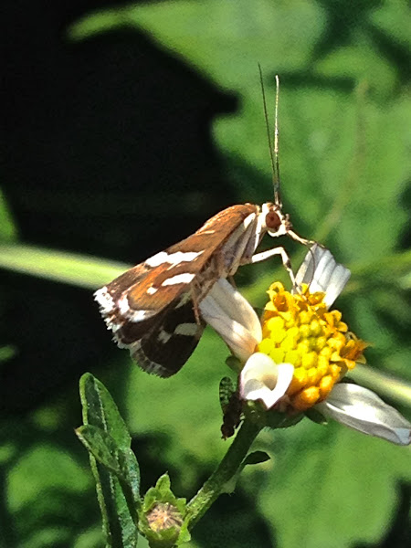 Beet Webworm Moth | Project Noah