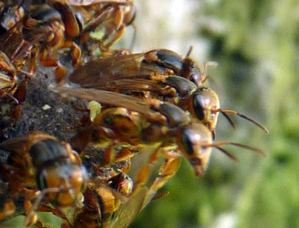 Bees - Abejas | Project Noah