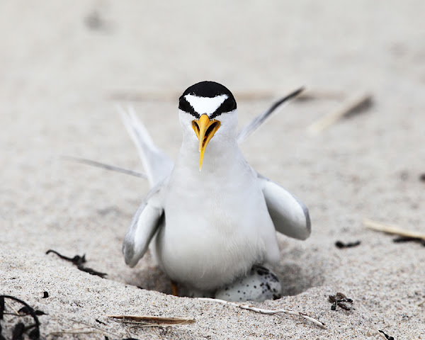 Least Tern | Project Noah