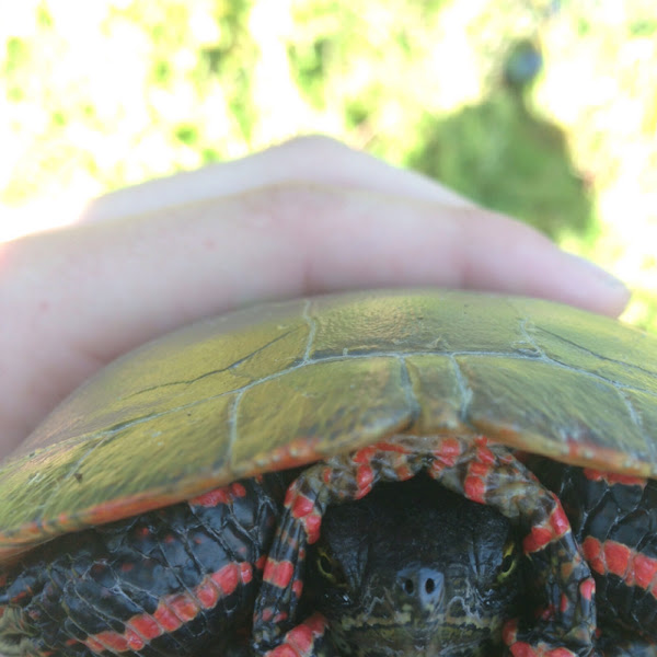 Midland Painted Turtle | Project Noah