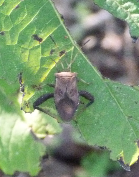 Leaf-footed bug | Project Noah