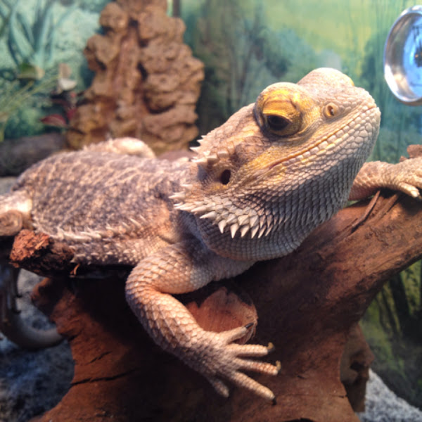 Bearded dragon | Project Noah