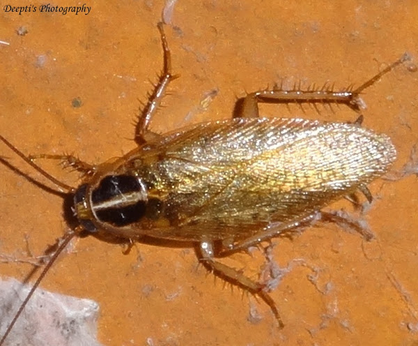 Cockroach | Project Noah