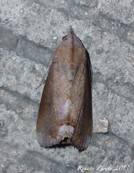 Underwing Moth | Project Noah