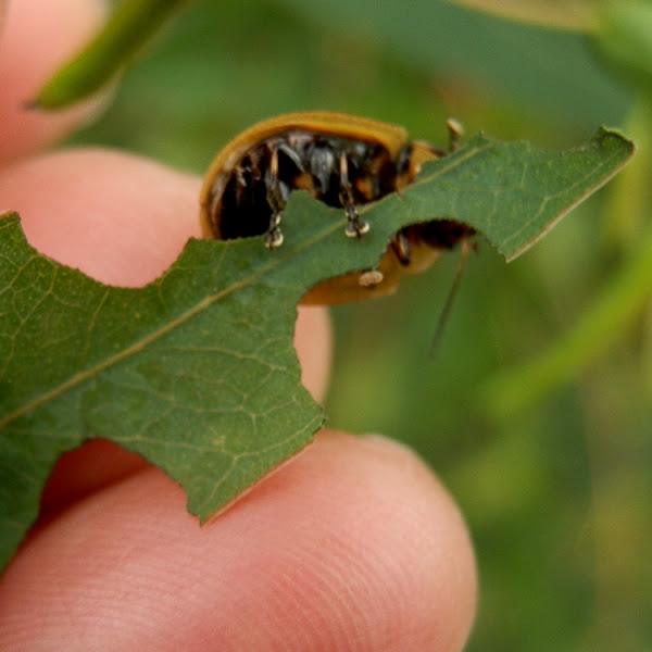 eucalyptus leaf beetle eggs | Project Noah