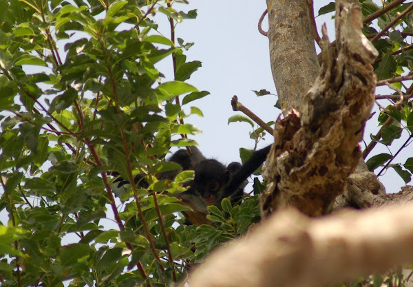 Black-handed Spider Monkey | Project Noah