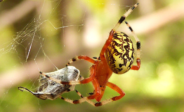 Marbled Orb Weaver Spider | Project Noah
