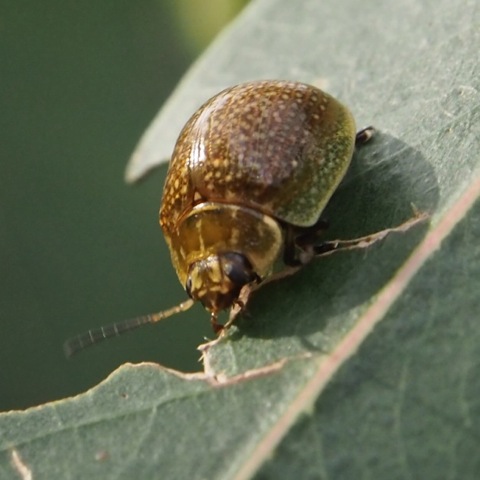 Leaf Beetle | Project Noah