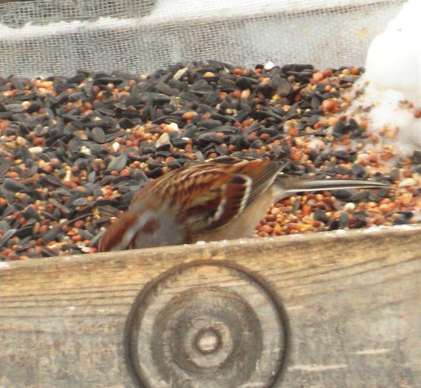 American Tree Sparrow | Project Noah