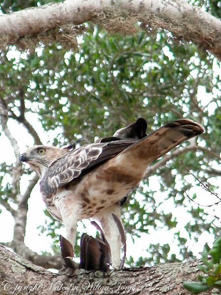 Changeable Hawk Eagle | Project Noah