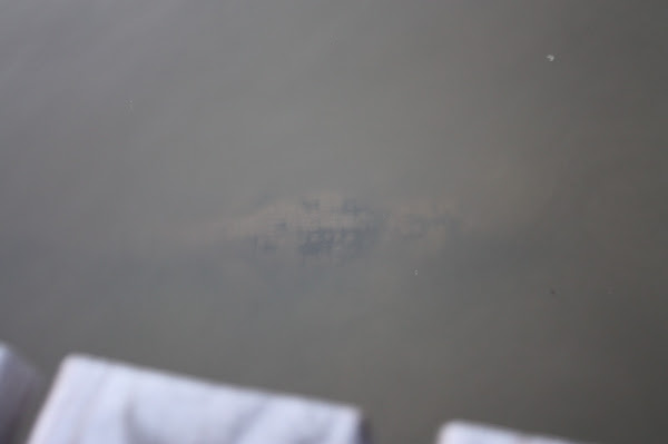 American Alligator | Project Noah