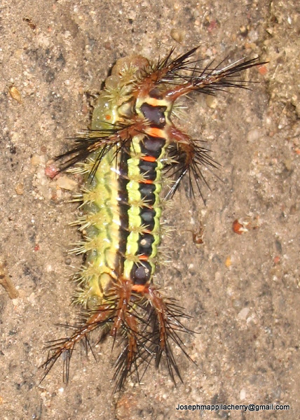 Slug Moth | Project Noah