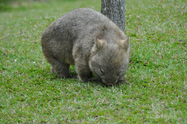 Common Wombat | Project Noah