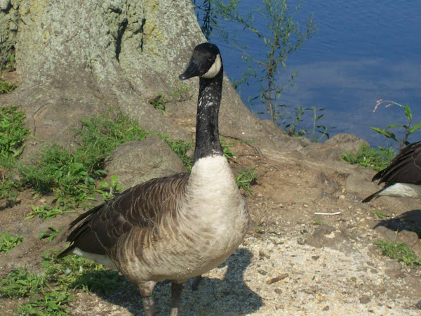 Canadian Geese | Project Noah