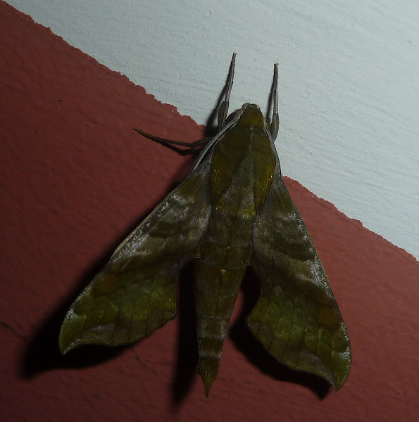 Sphinx Moth | Project Noah