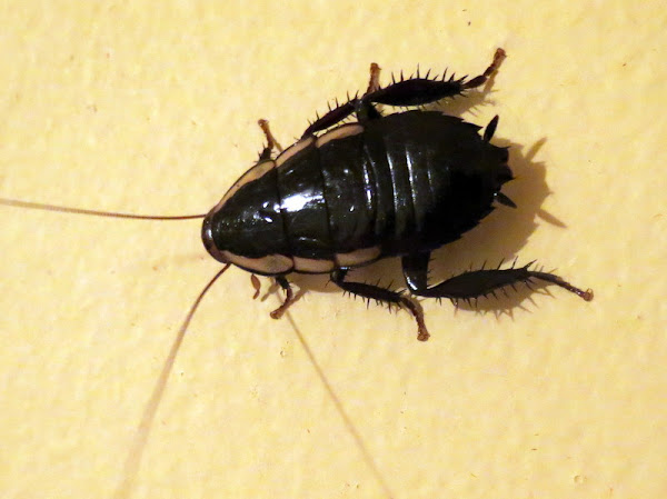 Common Shining Cockroach | Project Noah