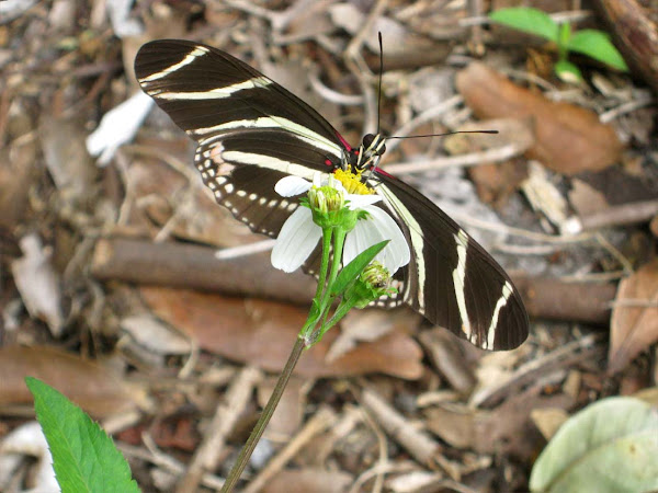 Zebra Longwing | Project Noah