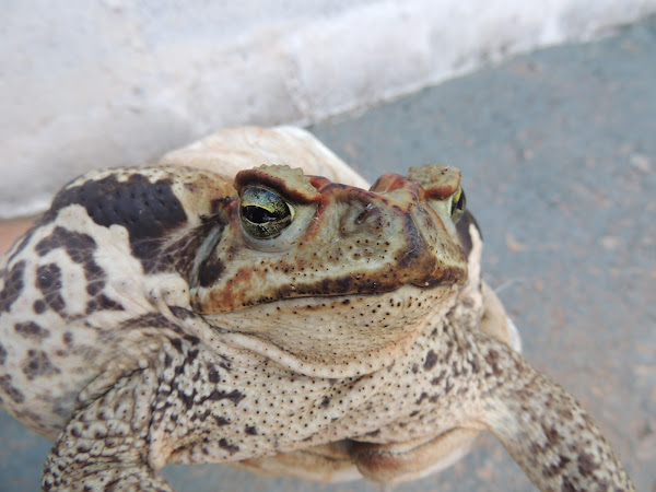 Giant Marine Toad/Cane Toad | Project Noah