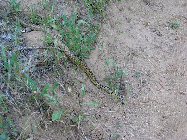 Western Gopher Snake | Project Noah