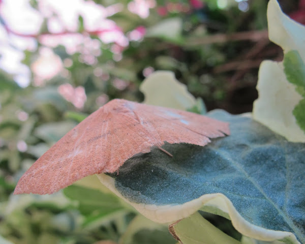 Omnivorous Looper | Project Noah