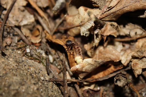 Firefly larvae | Project Noah