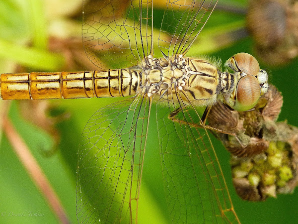 Dragonfly | Project Noah