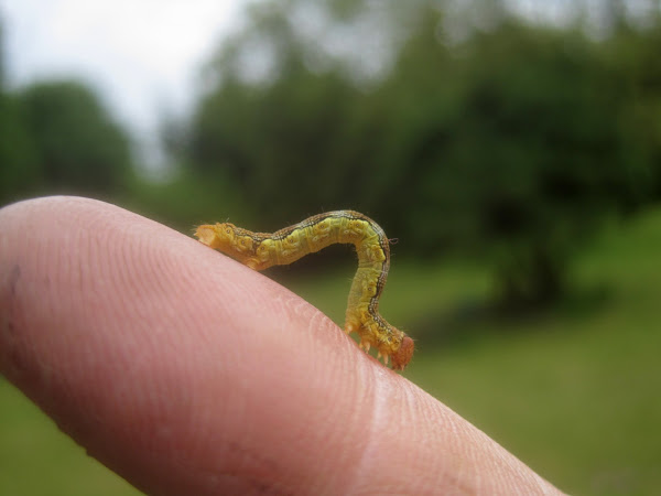 Inch worm | Project Noah