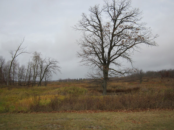 Common Tansy | Project Noah