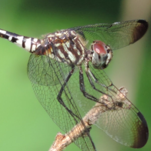 Swift Setwing | Project Noah