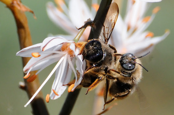 Carpenter Bee; Abeja carpintera | Project Noah