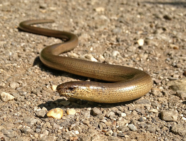 Slow Worm | Project Noah