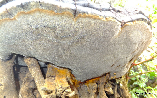 Cracked Bracket | Project Noah