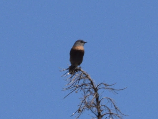 Eastern Blue bird | Project Noah