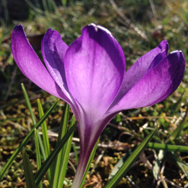 Crocus | Project Noah