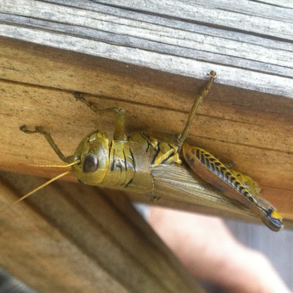 Differential Grasshopper | Project Noah