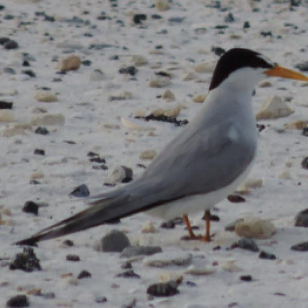 Least Tern | Project Noah