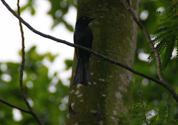 Greater Racket-tailed Drongo | Project Noah