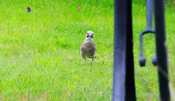 The Eurasian Jay | Project Noah