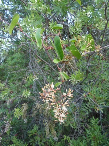 Rough Bindweed | Project Noah