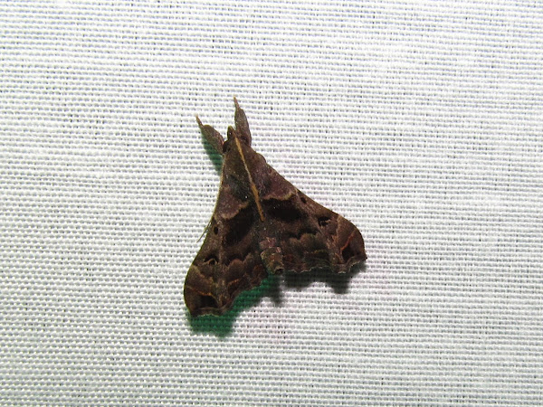 Faint-spotted Palthis | Project Noah