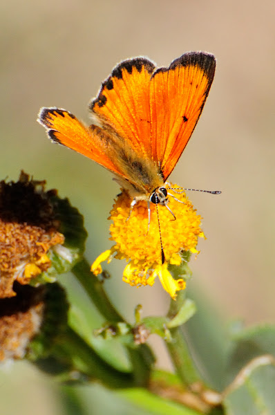 Scarce Copper; Manto de Oro | Project Noah