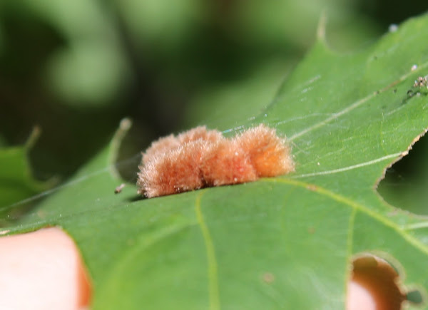 woolly oak gall | Project Noah