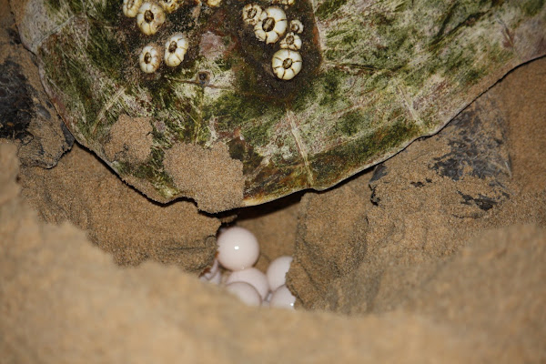 Loggerhead Turtle Laying Eggs | Project Noah