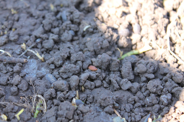 pill bugs | Project Noah