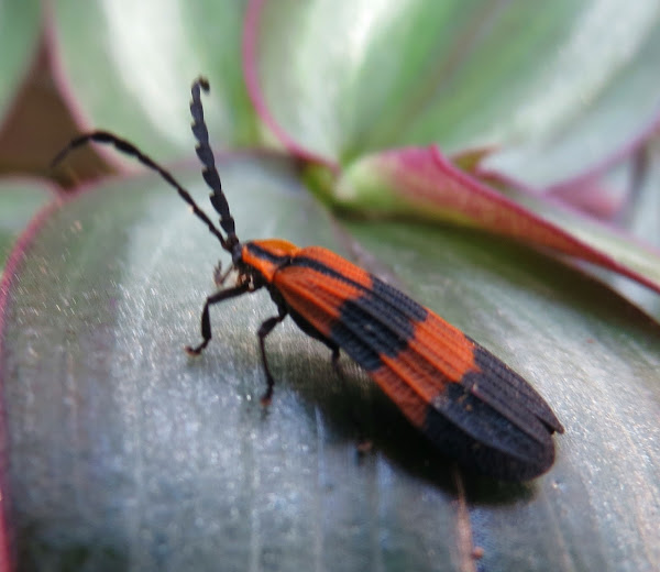 Banded net wing beetle | Project Noah
