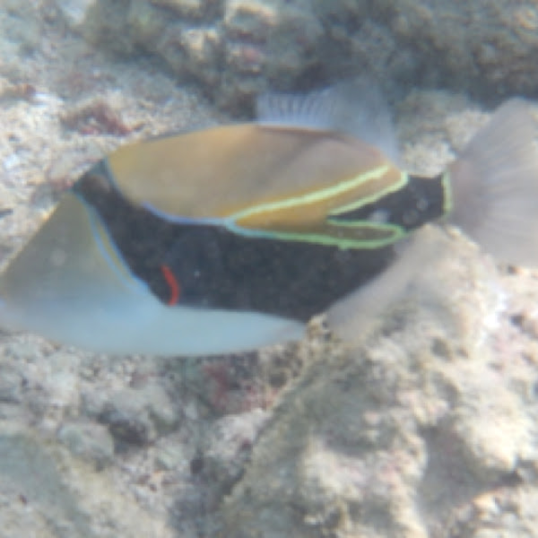 Reef Triggerfish | Project Noah