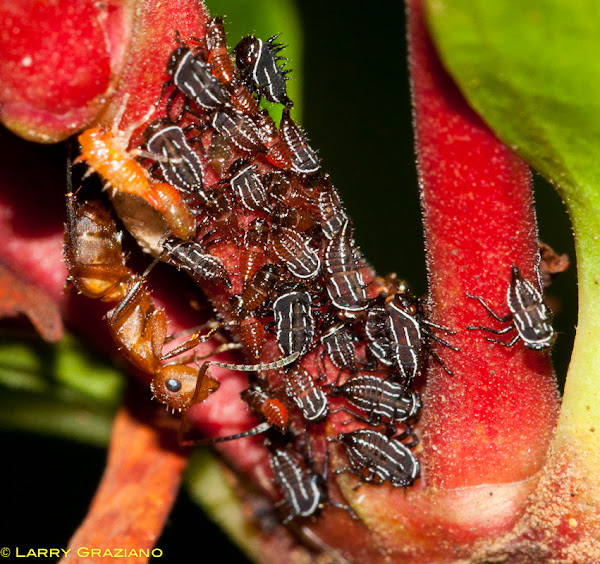 Treehopper Nymphs | Project Noah