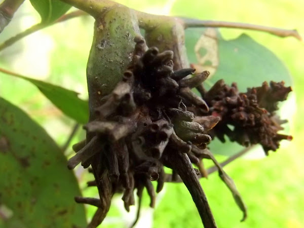 four winged gall | Project Noah