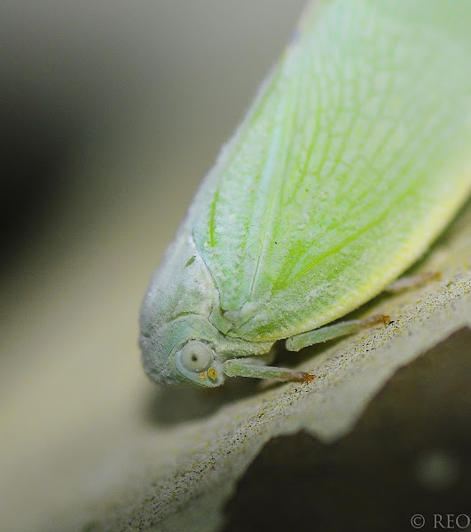 Northern Flatid Planthopper | Project Noah