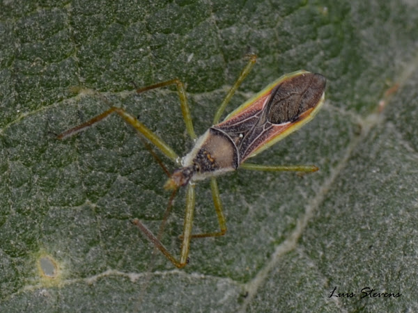 Assassin Bug | Project Noah
